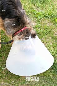Finding the Right Protective Cone for Your Dog – Delay Her Spay