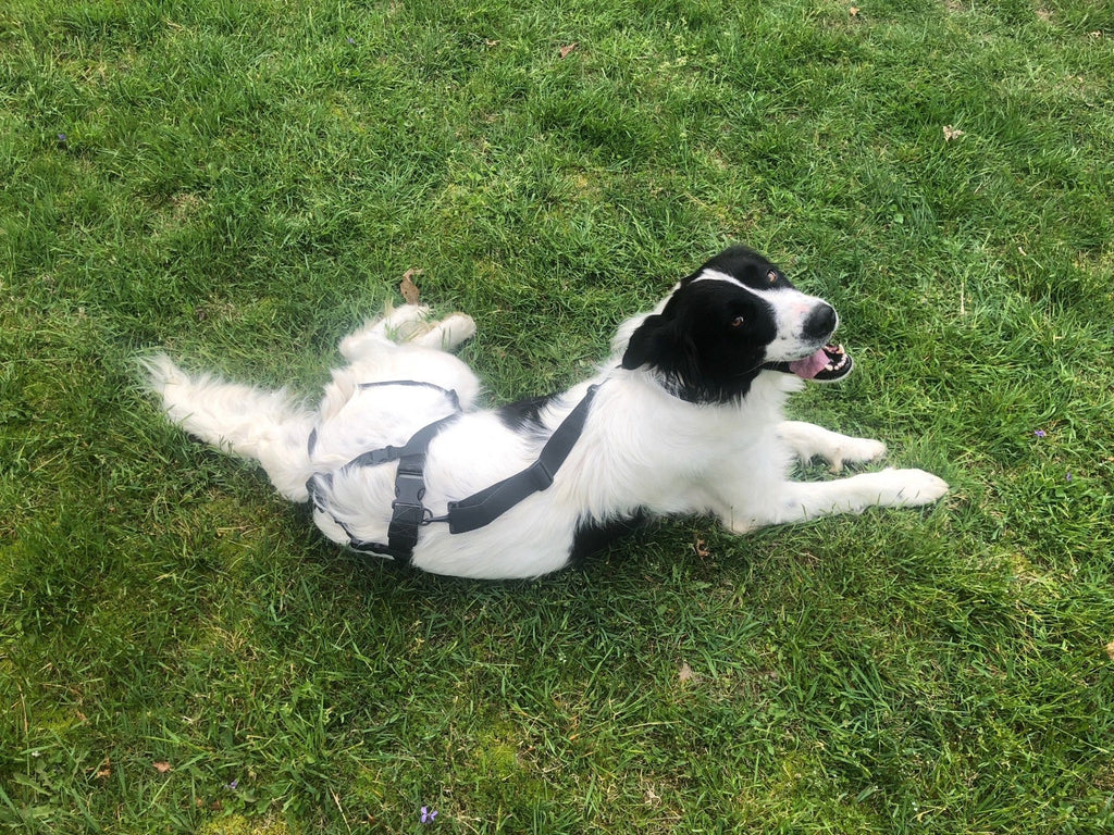 Protect Female Dogs in Heat with Ease – Delay Her Spay