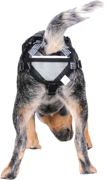 No Mess. Stay Put. Dog Diaper Alternative – Delay Her Spay